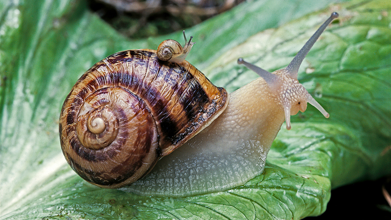 Will It Slip or Will It Grip: Scientists Ask, “What Is Snail Mucus ...