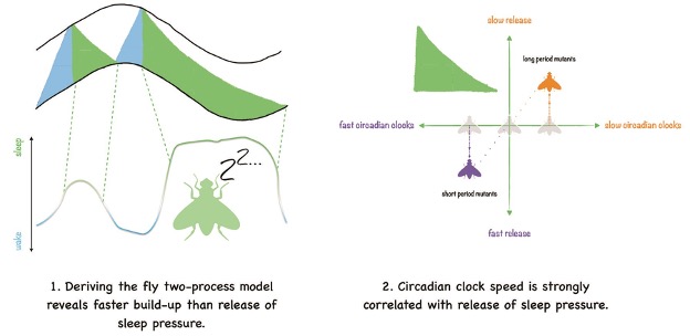 New Study Tests 40-Year-Old Sleep Cycle Model in Fruit Flies – The ...