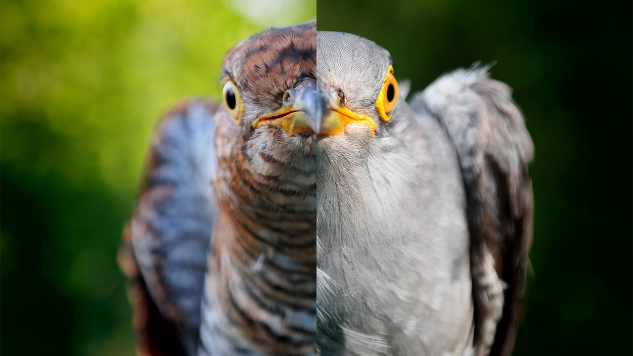 Grey Cuckoo, Red Cuckoo: Unveiling the Genomic Secrets of Color ...