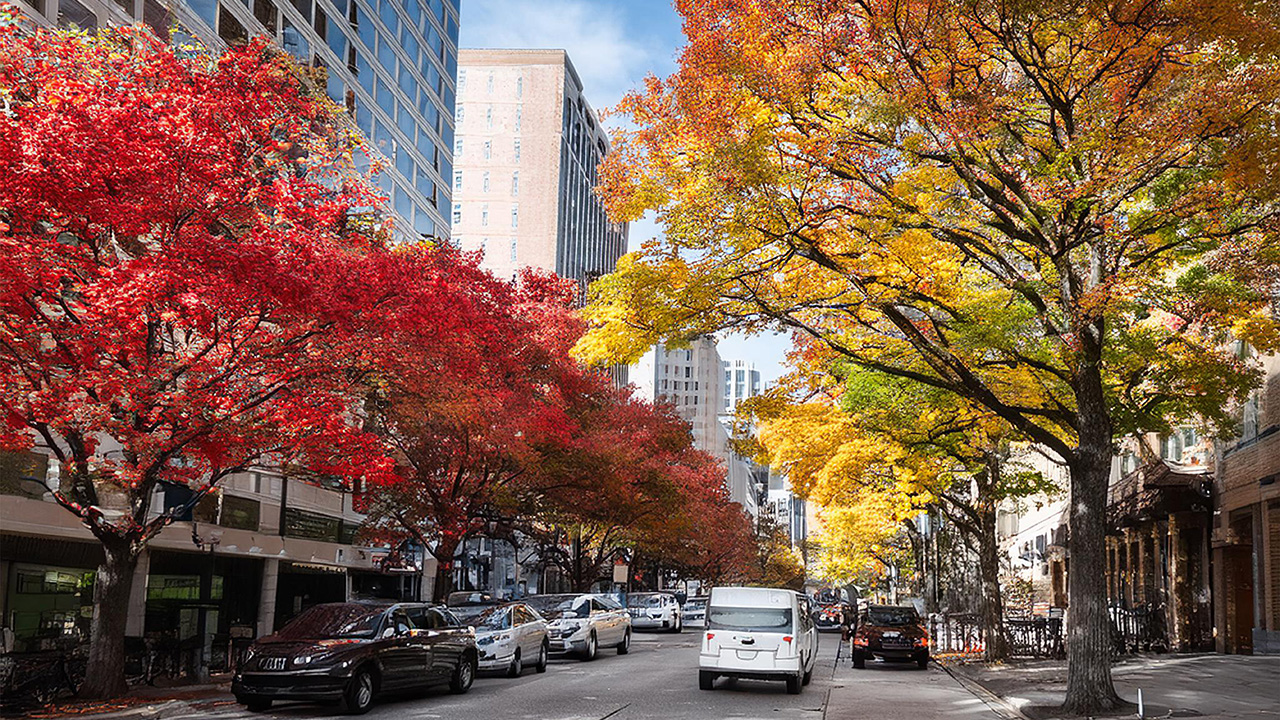 Study Reveals Urban Trees Suffer More From Heat Waves and Drought Than ...